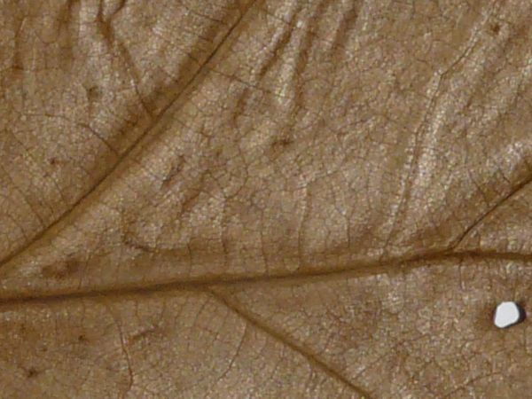 texture 0012 - Texturelib